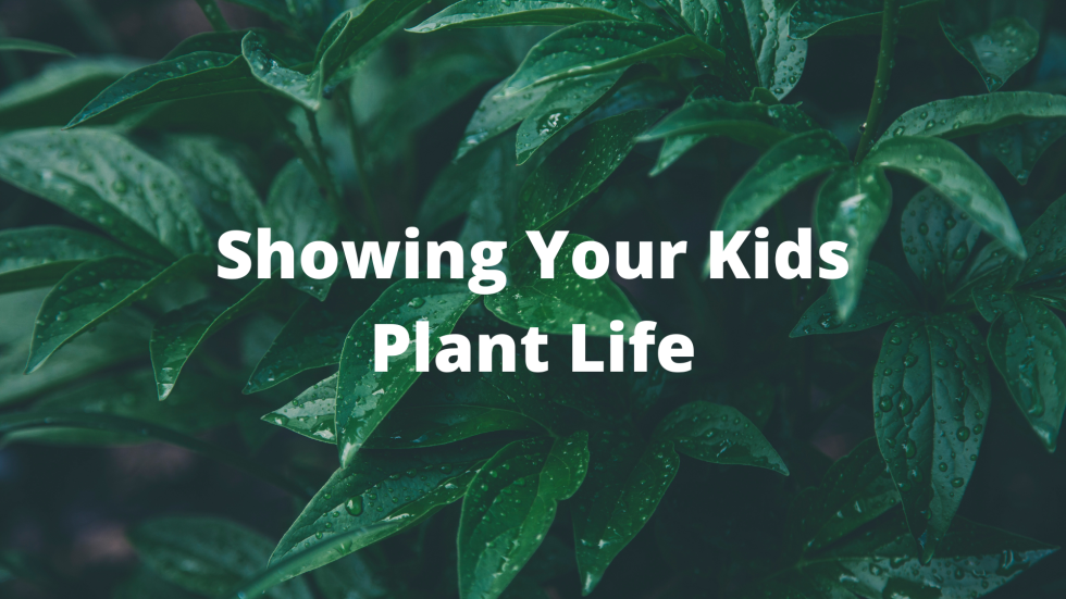 Showing Your Kids Plant Life - Home School Facts