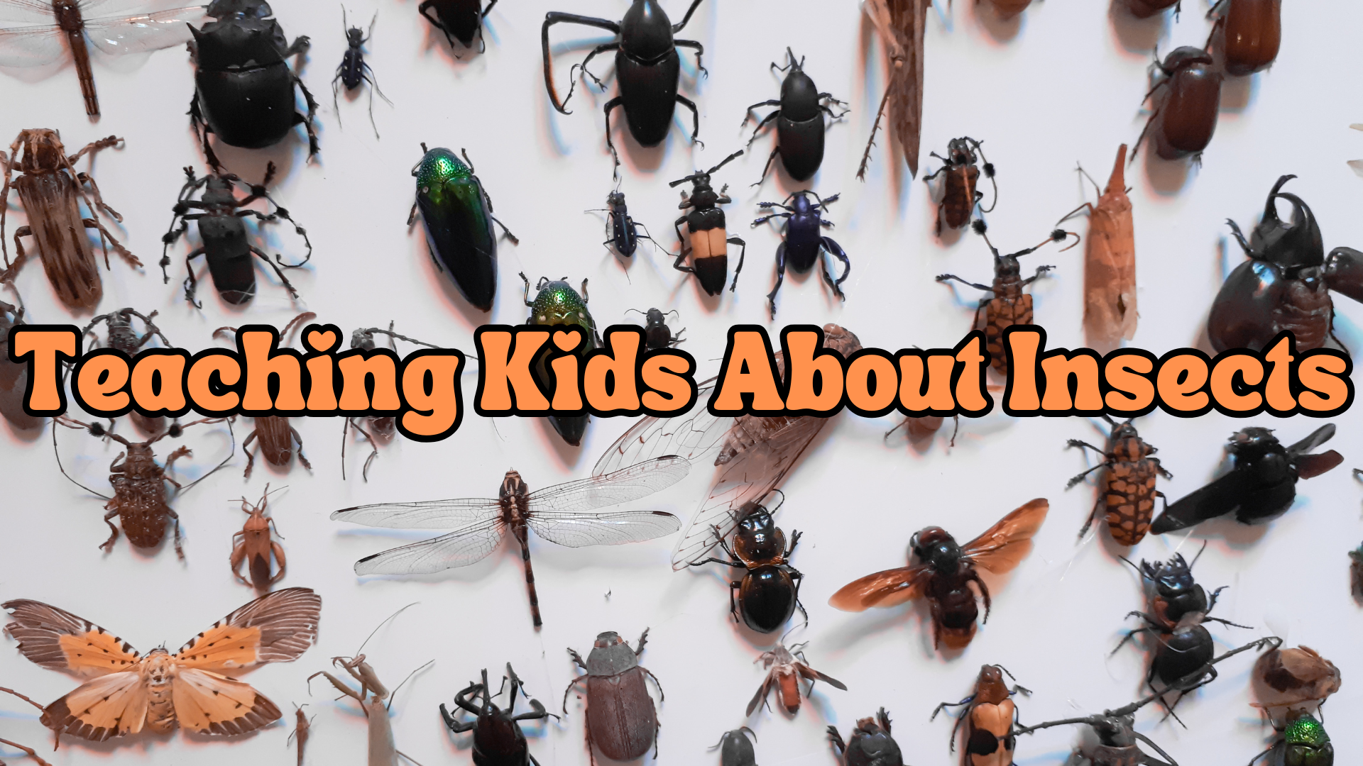 Teaching Kids About Insects - Home School Facts